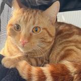 Cat lost or found Adelaide South Australia Australia