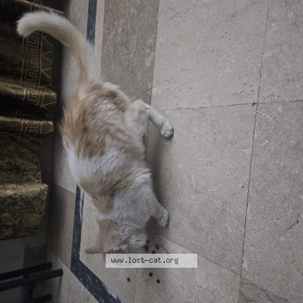 #906825 found cat in RAWALPINDI - Lost Cat Pakistan